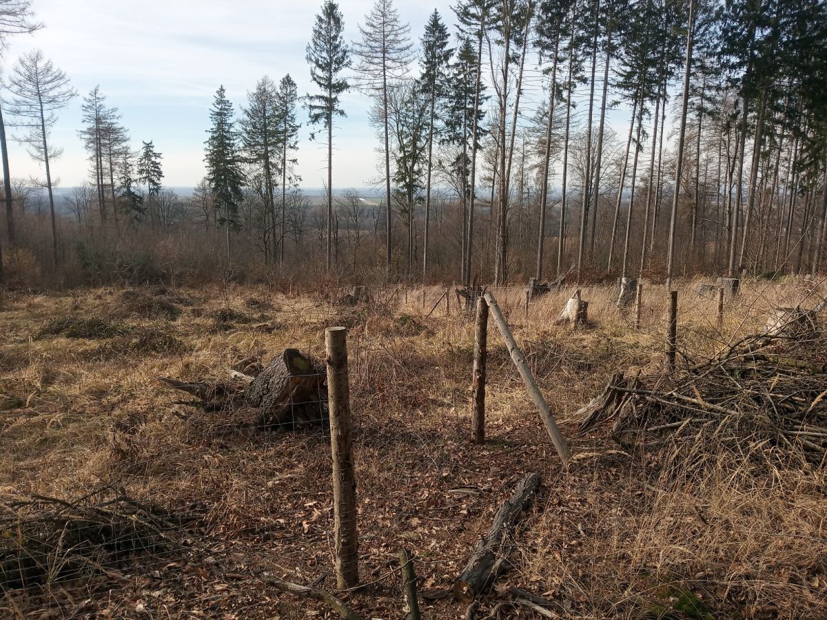 Vybudování oplocení z lesnického pletiva a aplikace repelentu proti ...